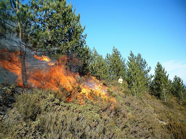 Cyprus forestry department warns of wildfire risk as peak fire season ...